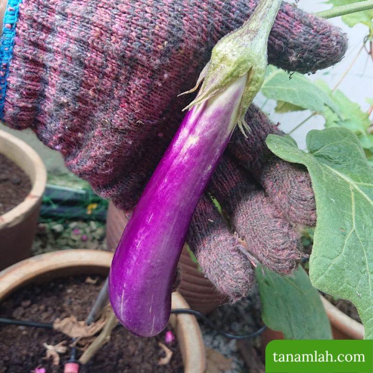 [Dalam Pasu] 🍆 Cara Saya Tanam Pokok Terung - Tanamlah dot Com